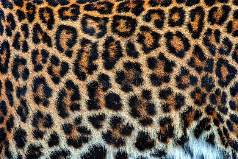 Real Leopard Skin stock image. Image of furry, brown - 42046795