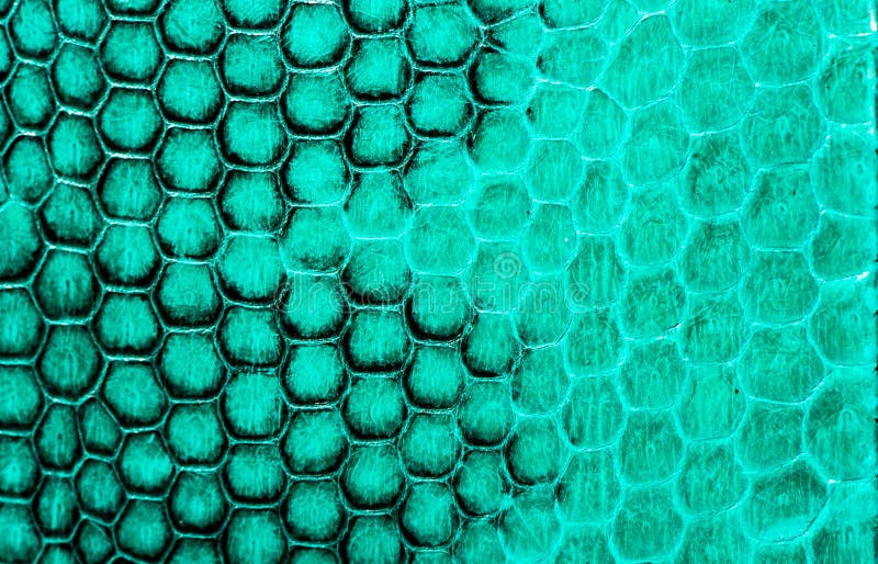 Real Snake Skin Background, Macro Shot Stock Photo - Image of python ...