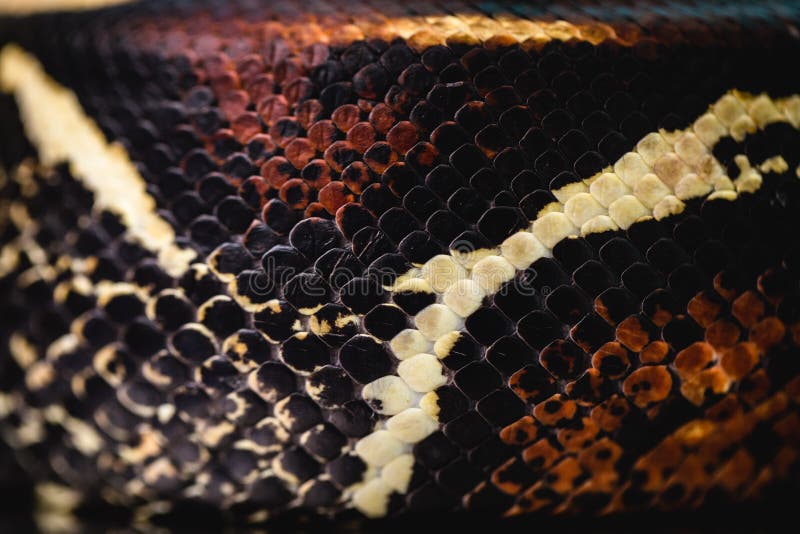 Real Snake Skin Texture, Macro Photo of Snake Skin Stock Photo - Image ...