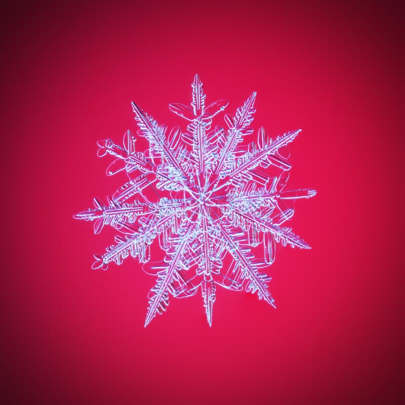 A Real Snowflake Macro Lies among Other Snowflakes on a Red Background ...