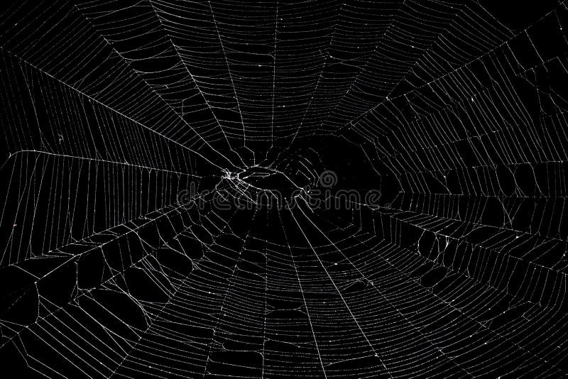 Real spider web on black stock image. Image of dark - 160589297