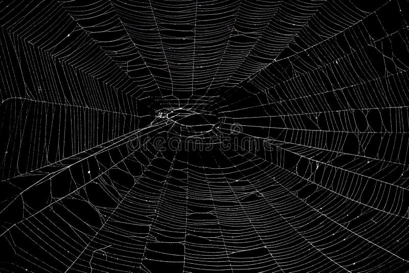 Real Spider Web Isolated on Black Stock Photo - Image of real, cobwebs ...
