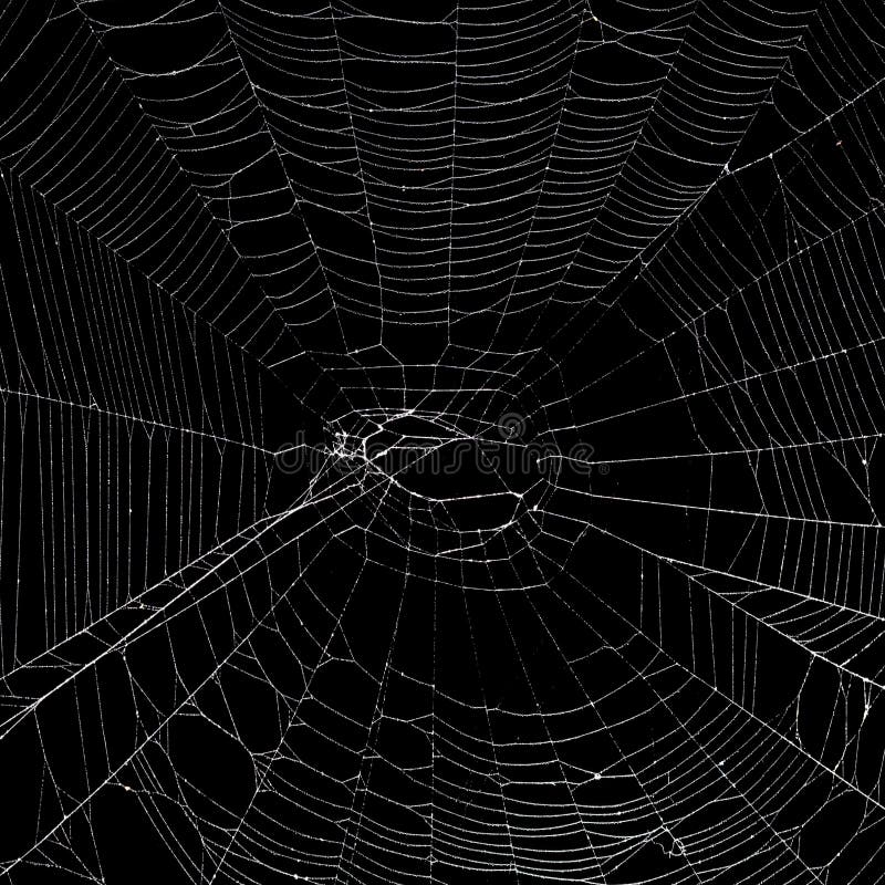 Real spider web on black stock image. Image of dark - 160589297