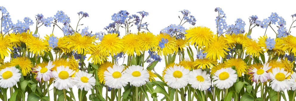 Real spring flowers border stock photo. Image of head - 19534594