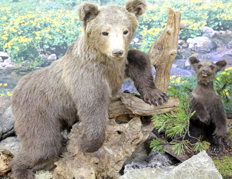 Real stuffed bear editorial photo. Image of tatransky - 38386526