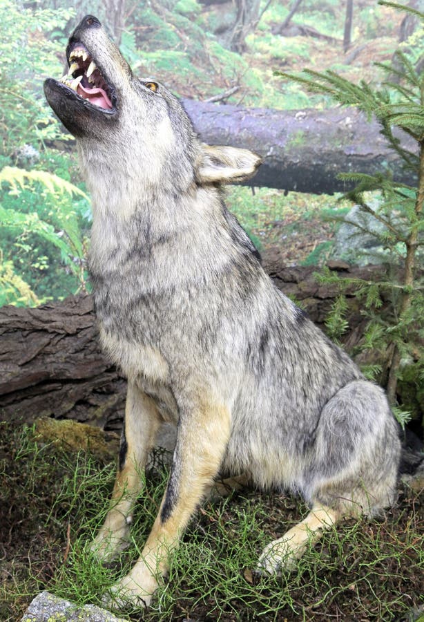 Real stuffed wolf editorial stock photo. Image of high - 38385923