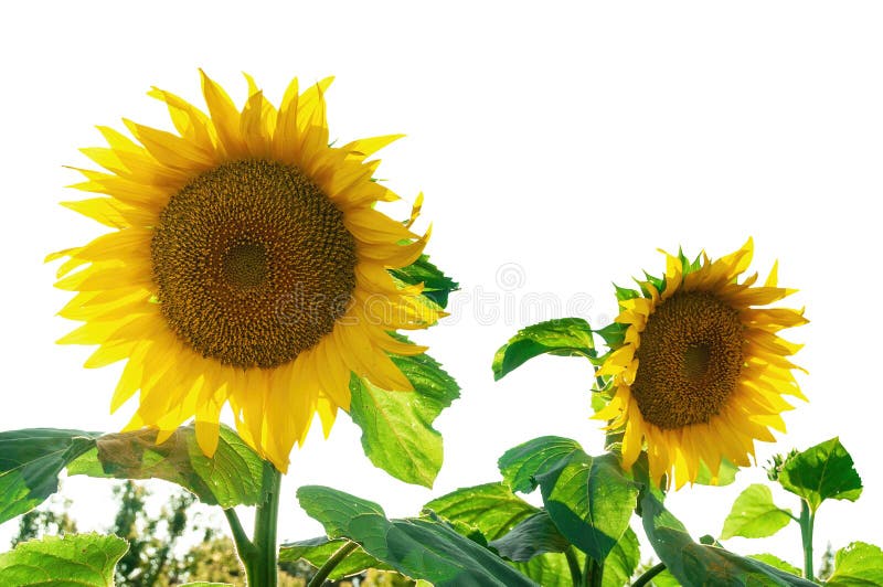 Real Sunflowers Isolated on White Stock Image - Image of leaf, botany ...