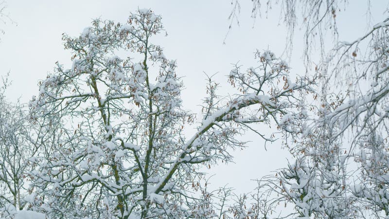 Background of a Large Number of Branches and Snow. Tree Leaves Covered ...