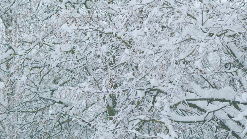 Background of a Large Number of Branches and Snow. Tree Leaves Covered ...