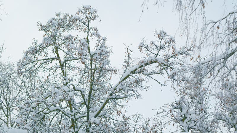 Background of a Large Number of Branches and Snow. Tree Leaves Covered ...