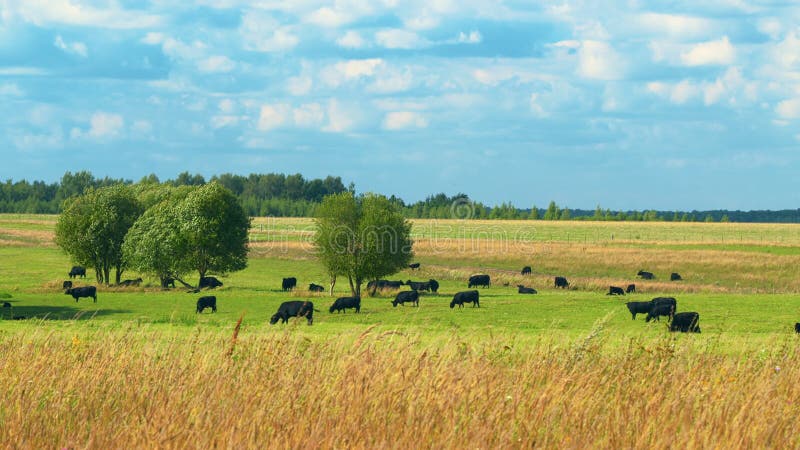 Black Angus Cattle Cows Grazing On Farmland Cows Grazing On A Green Summer Meadow Stock Footage