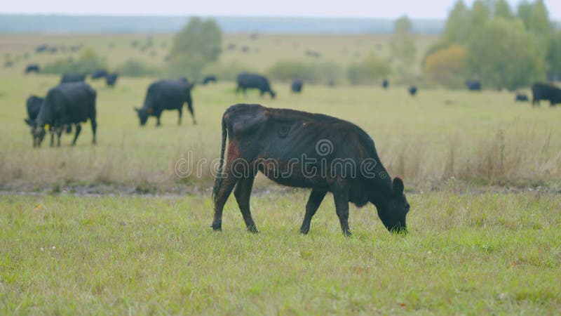 Cattle Brazing in Fields. Black Angus Cows As Herd. Powerful Black Cow ...