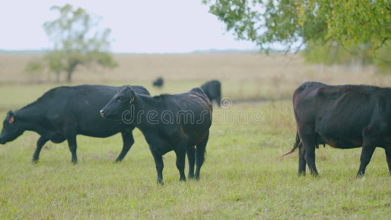 Cattle Brazing in Fields. Black Angus Cows As Herd. Powerful Black Cow ...