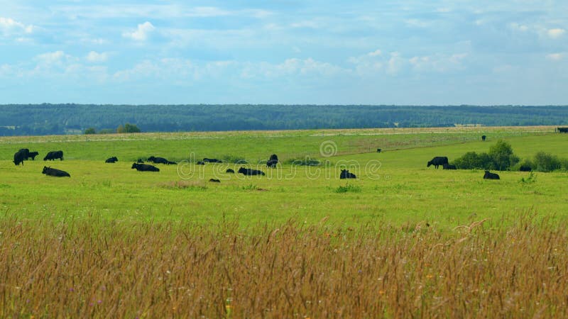 Cattle on Summer Grassland. Cows on a Pasture in Landscape in Summer ...