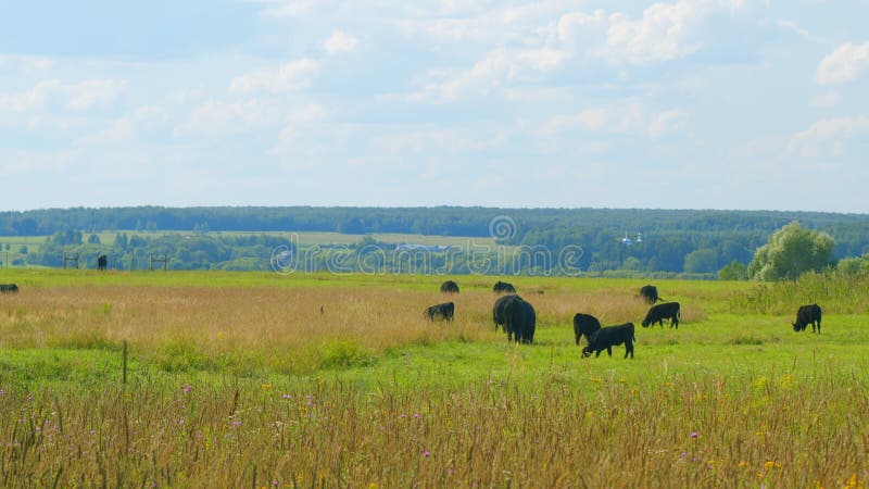 Cattle on Summer Grassland. Cows on a Pasture in Landscape in Summer ...