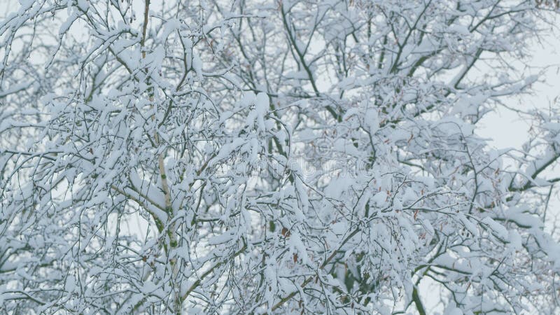 Deciduous Tree Like Birch Tree Bare and Leafless Covered in Snow ...