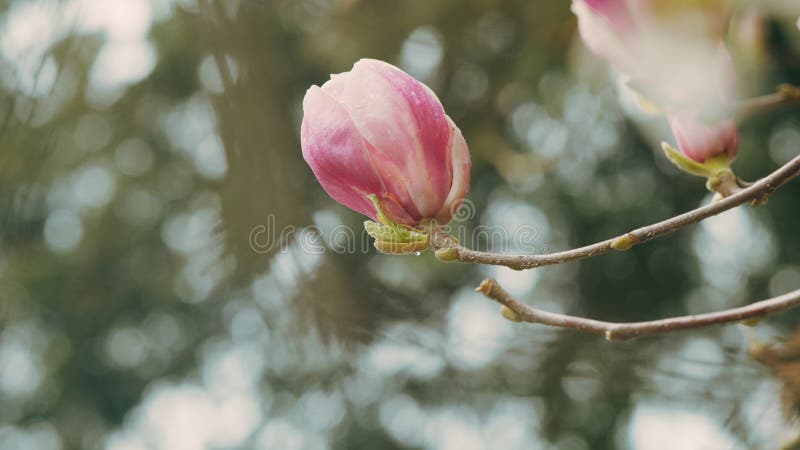 Magnolia Trees in the Botanical Garden. Floral Spring Background Stock ...
