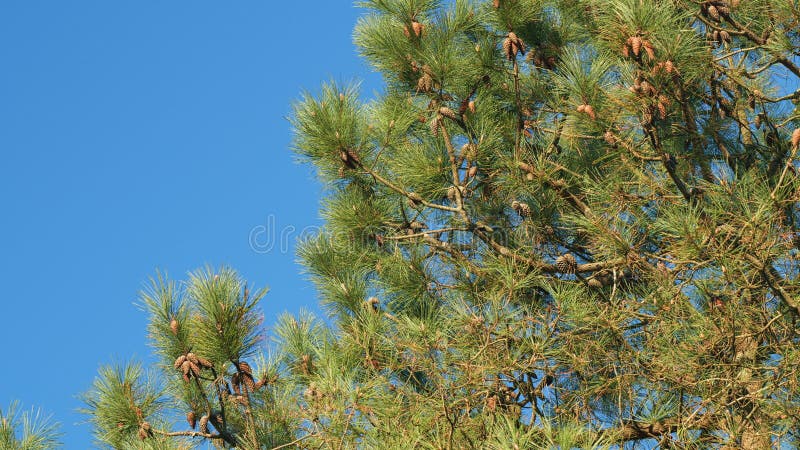 Pine Tree is Waving with the Wind. Spikey Leaves of the Pine Trees ...