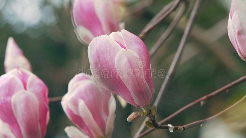 Spring Flowering. Beautiful Blooming Pink Magnolia Tree on Spring Day ...