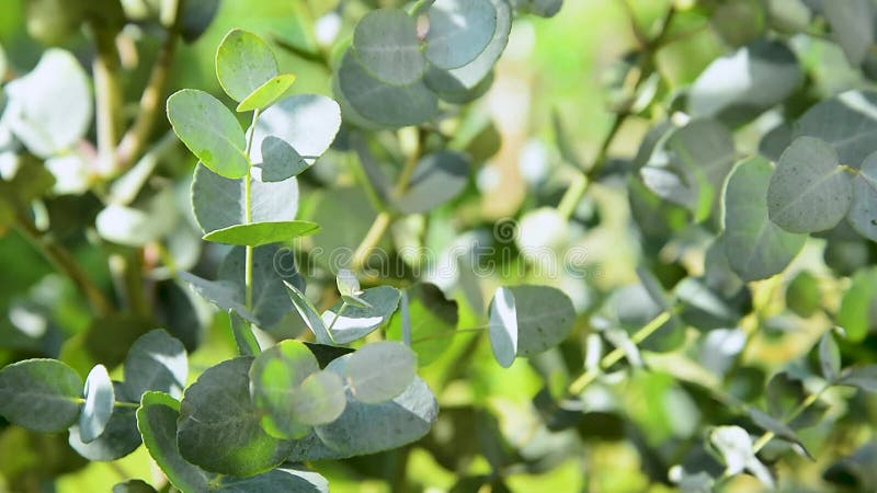 Real Time Video of Fresh Eucalyptus Plants Moved by the Wind. Beautiful ...