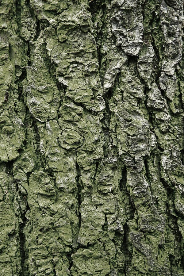 Real tree bark texture stock photo. Image of material - 9191820