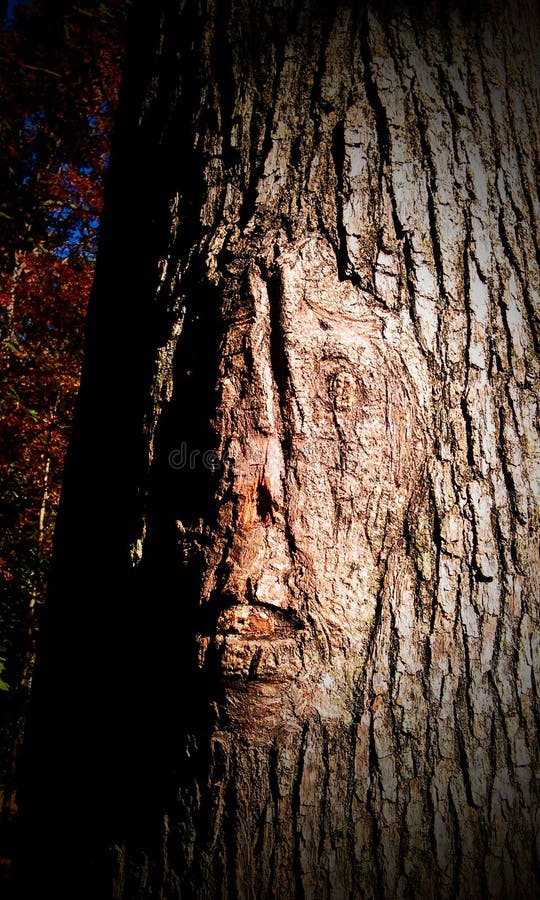 Real tree Puzzled stare stock image. Image of rock, woodland - 220721981