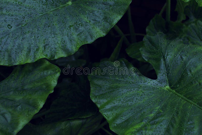 Real Tropical Leaves Background, Jungle Foliage Stock Photo - Image of ...