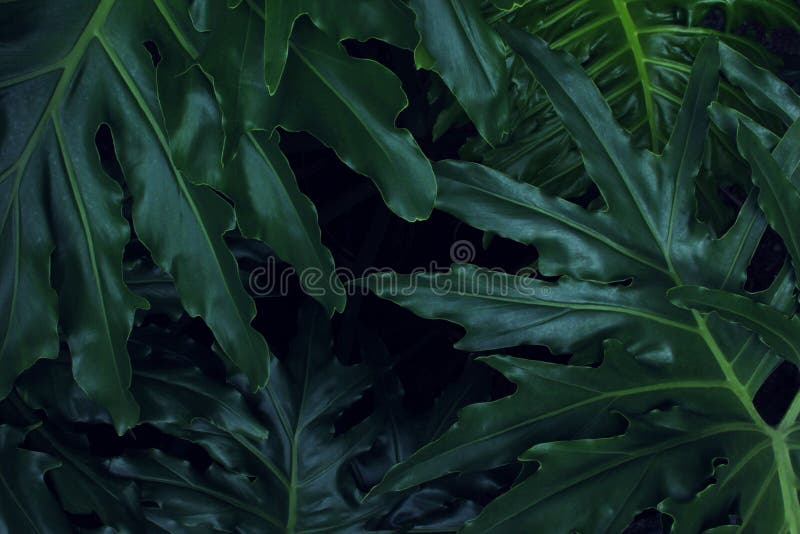 Real Tropical Leaves Background, Jungle Foliage Stock Image - Image of ...