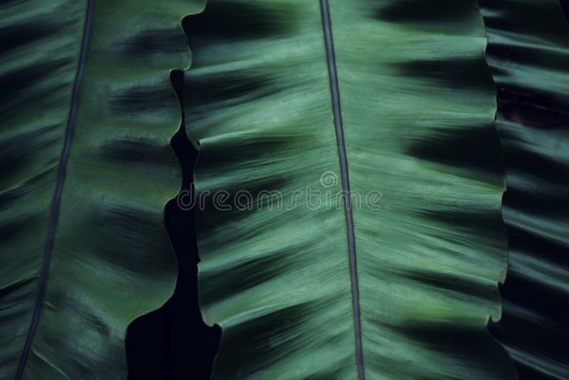 Real Tropical Leaves Background, Jungle Foliage Stock Photo - Image of ...
