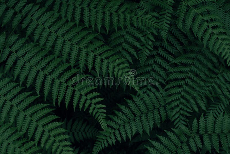 Real Tropical Leaves Background, Jungle Foliage Stock Image - Image of ...