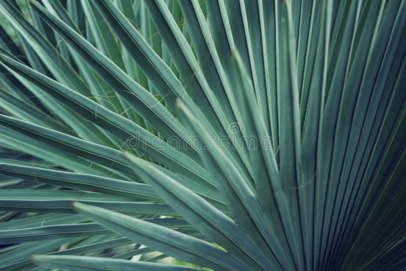 Real Tropical Leaves Background, Jungle Foliage Stock Photo - Image of ...