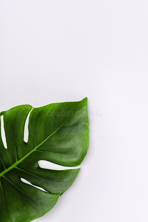 Real Tropical Leaves Set Pattern Backgrounds on White.flat Lay Design ...