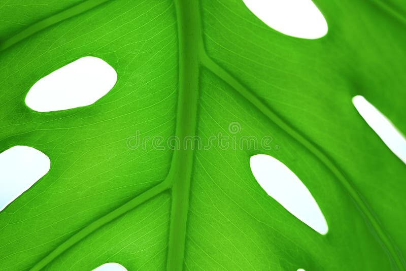 Real Tropical Leaves Set Pattern Backgrounds on White.flat Lay Design ...