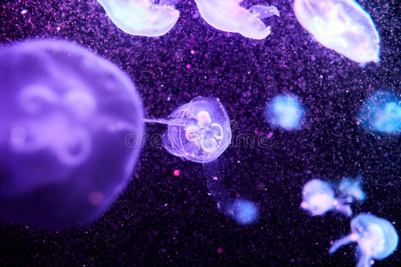 A Real Underwater World of the Atlantic Ocean at Great Depth Stock ...