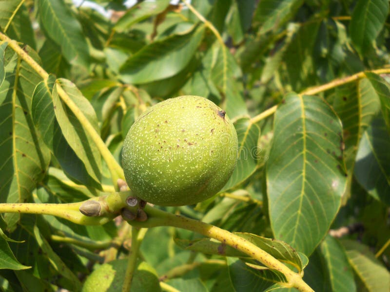 Real walnut stock photo. Image of fruit, detail, walnut - 20511362
