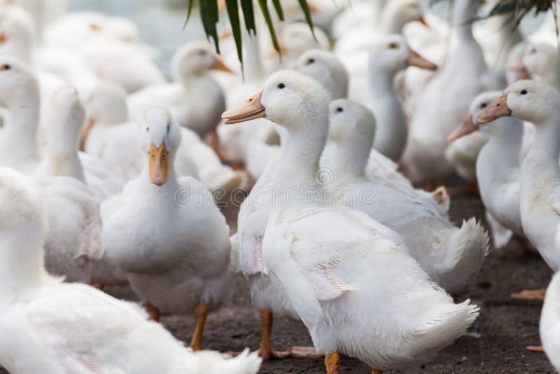 Real White Duck in a Farm with Pond Stock Image - Image of amazing ...