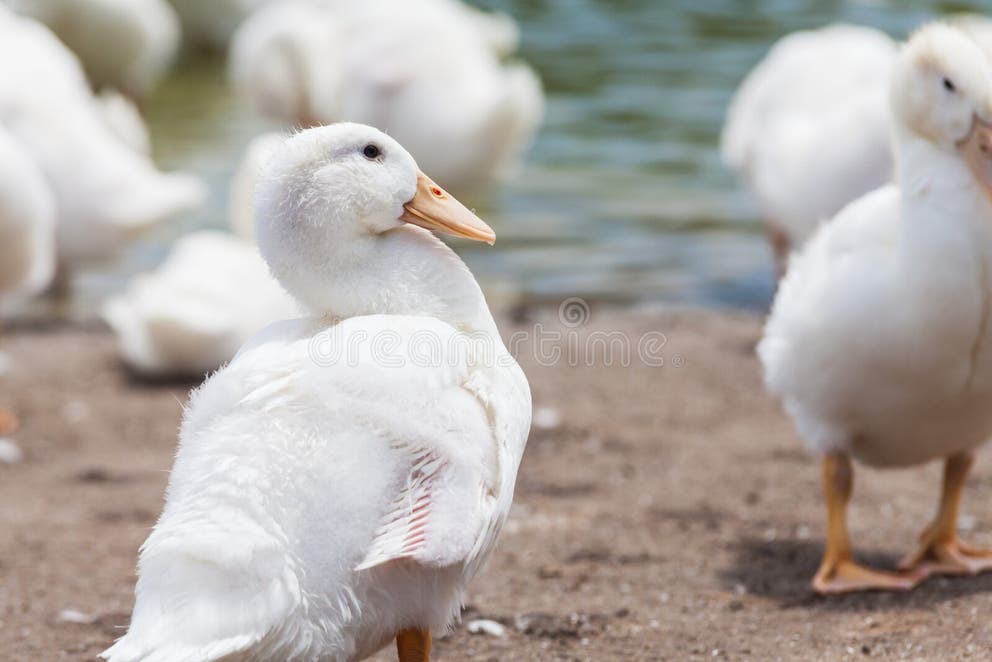 Real White Duck in a Farm with Pond Stock Photo - Image of geese ...