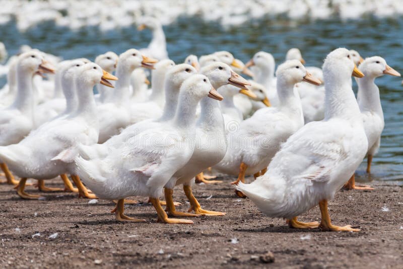 Real White Duck in a Farm with Pond Stock Image - Image of park, summer ...