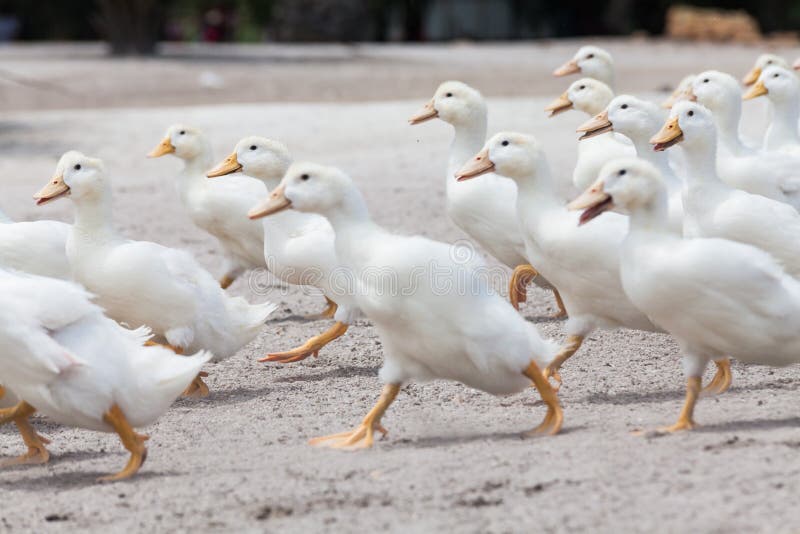 Real White Duck in a Farm with Pond Stock Photo - Image of smiles ...