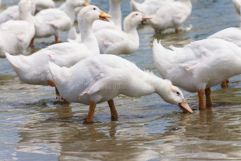 Real White Duck in a Farm with Pond Stock Image - Image of female, pond ...