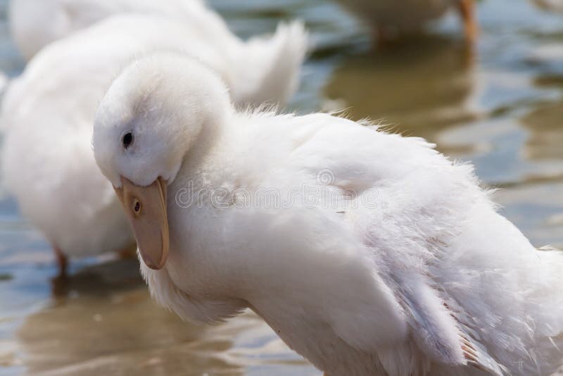Real White Duck in a Farm with Pond Stock Photo - Image of smiles, park ...