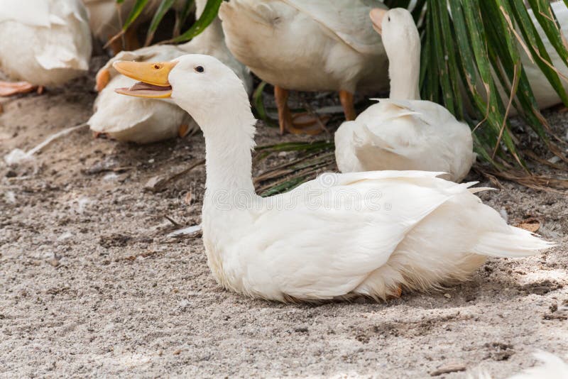 Real White Duck in a Farm with Pond Stock Image - Image of group, poop ...