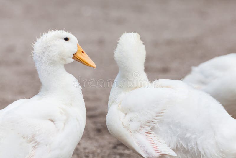 Real White Duck in a Farm with Pond Stock Image - Image of poop, geese ...