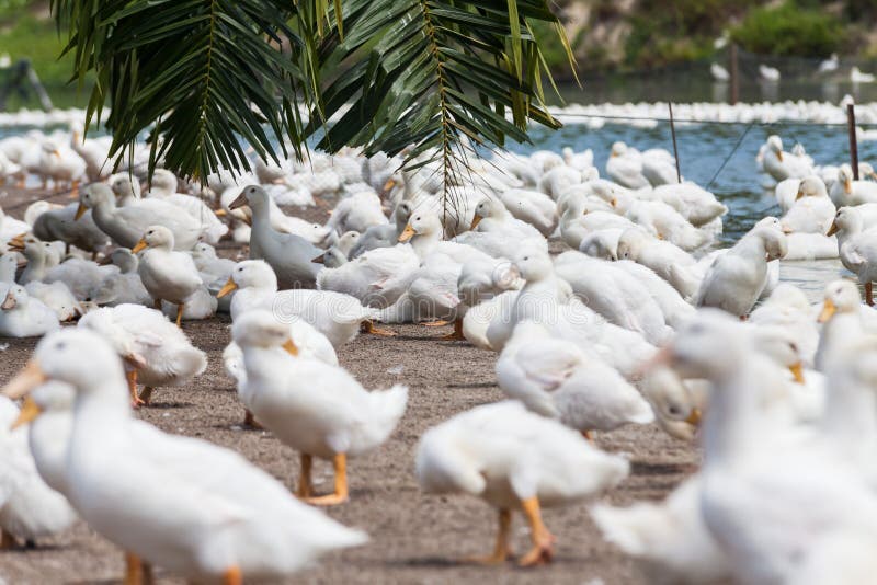 Real White Duck in a Farm with Pond Stock Photo - Image of lake ...