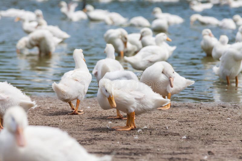 Real White Duck in a Farm with Pond Stock Image - Image of female ...
