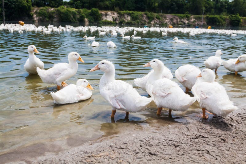 Real White Duck in a Farm with Pond Stock Image - Image of nature, poop ...