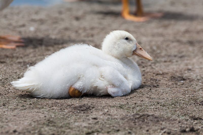 Real White Duck in a Farm with Pond Stock Photo - Image of nature, farm ...