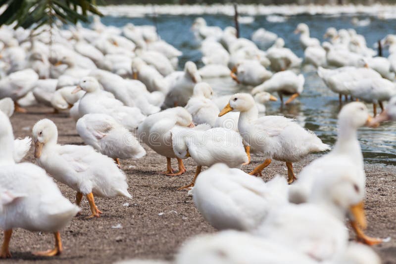 Real White Duck in a Farm with Pond Stock Photo - Image of livestock ...