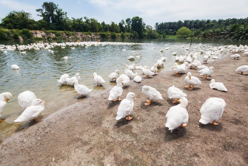 Real White Duck in a Farm with Pond Stock Image - Image of animal, farm ...