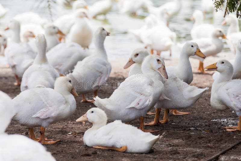 Real White Duck in a Farm with Pond Stock Image - Image of pond, spring ...